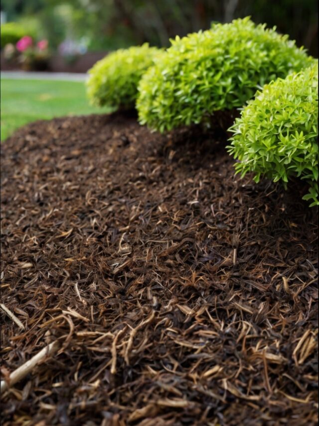 16 Top Trending Mulch Landscaping Ideas - Homezillo
